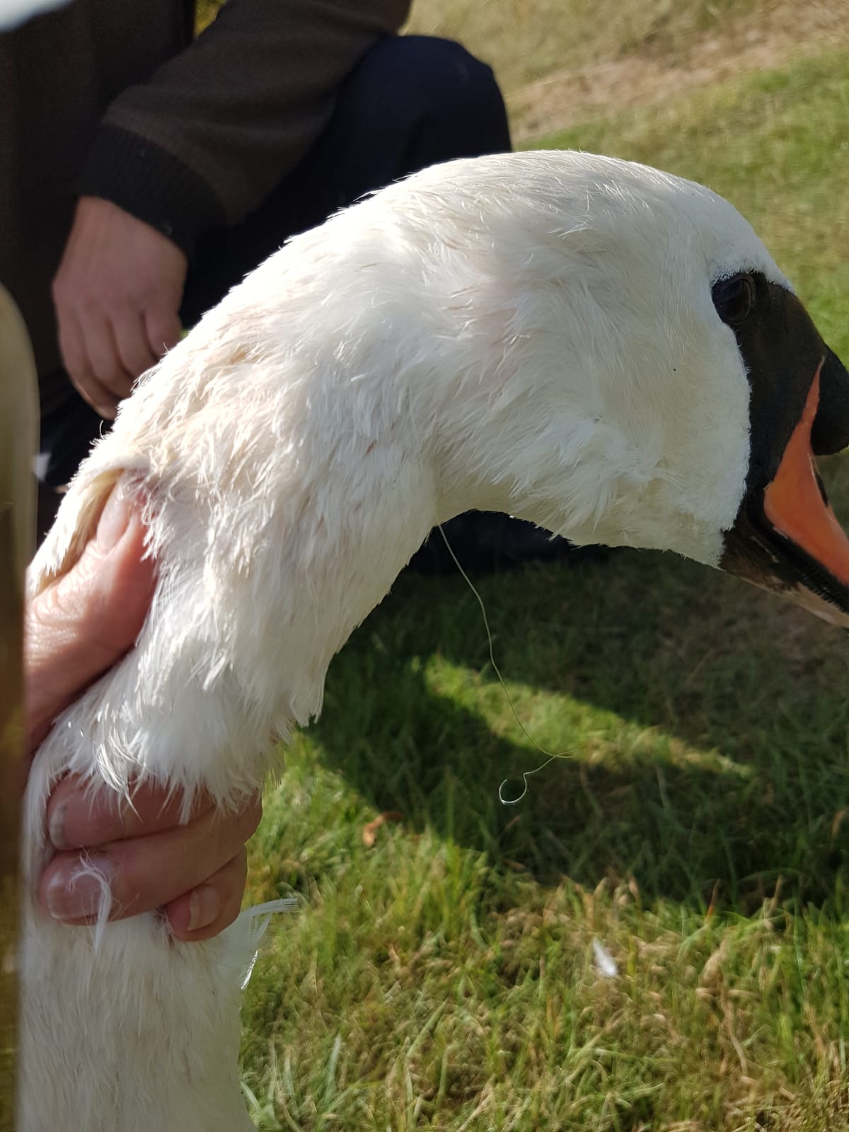 The Swan Sanctuary Tackling a job in Bushy Park - The Swan Sanctuary