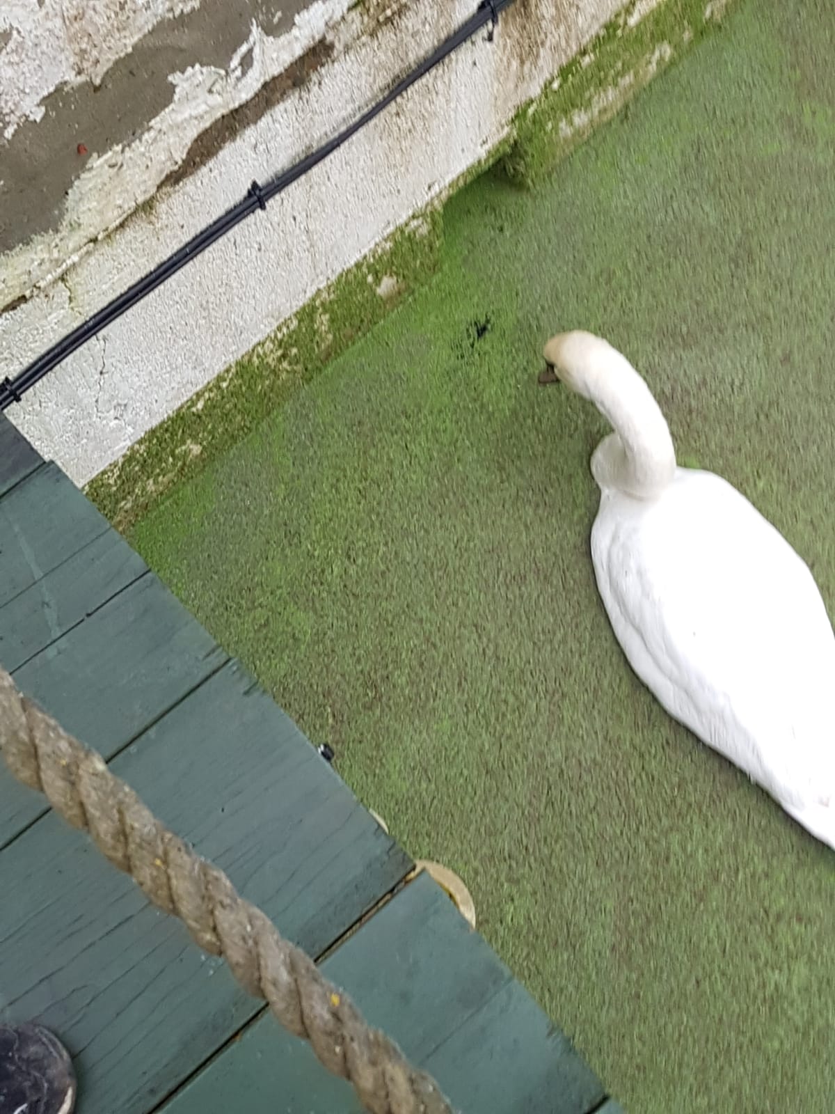 The Swan Sanctuary In the Dock - The Swan Sanctuary